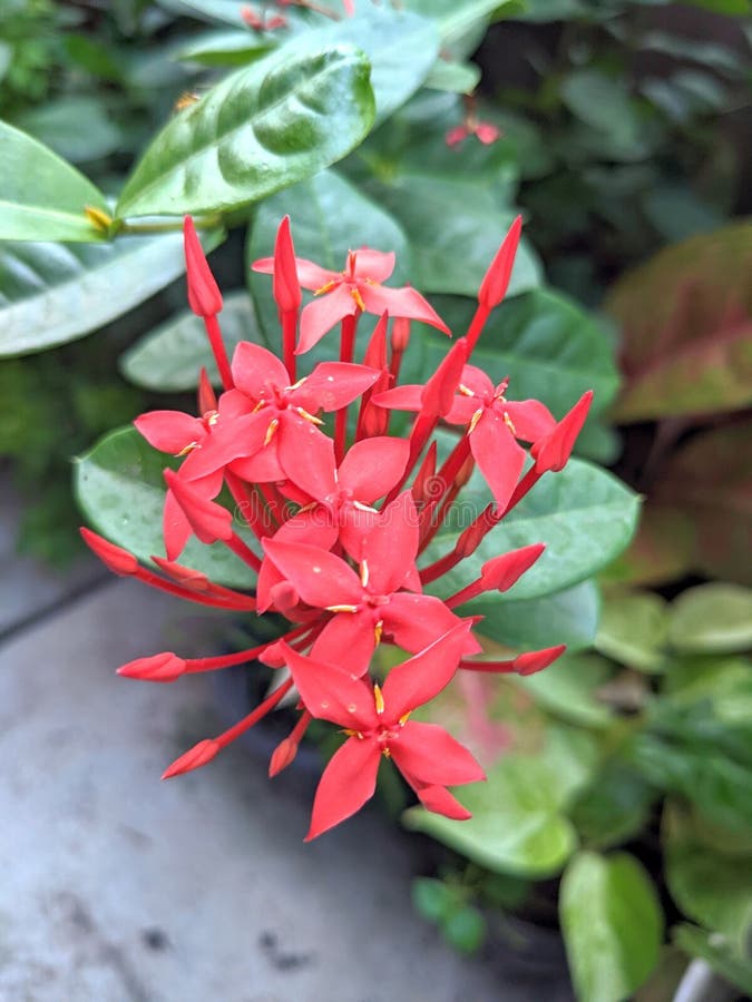 Photo of Bright Red Flowers that Look Elegant Stock Photo - Image of ...
