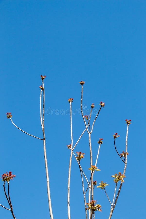 Photo of Bright Tender Offshoot of a Tree Growing Stock Photo - Image ...
