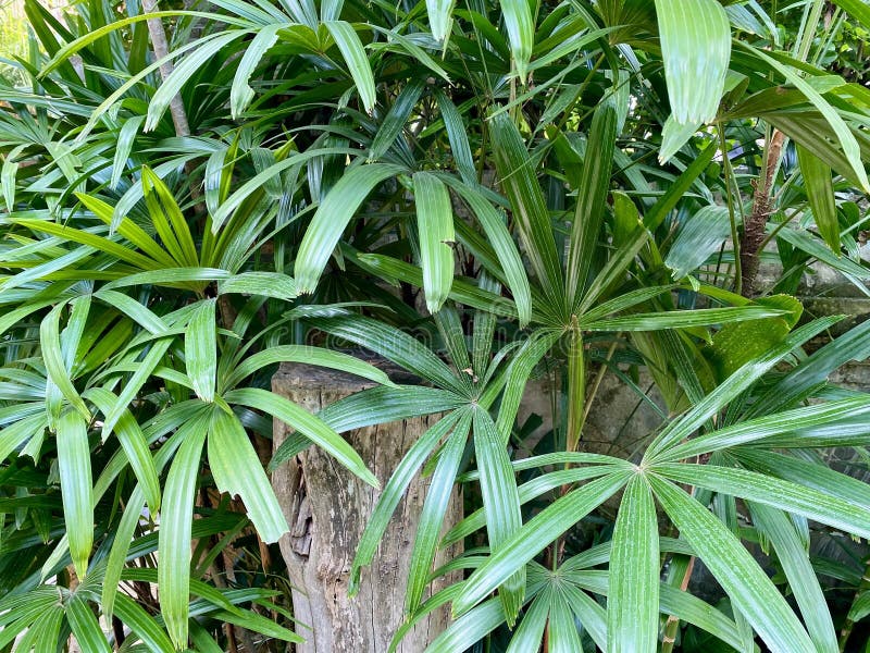 Photo of Broadleaf Lady Palm Stock Image - Image of flower, leaf: 340441515