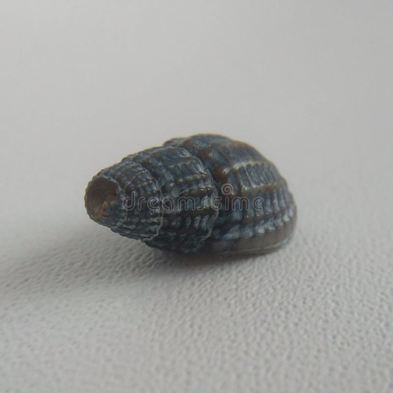 Dark Seashell stock photo. Image of shells, spots, pastel - 18260266