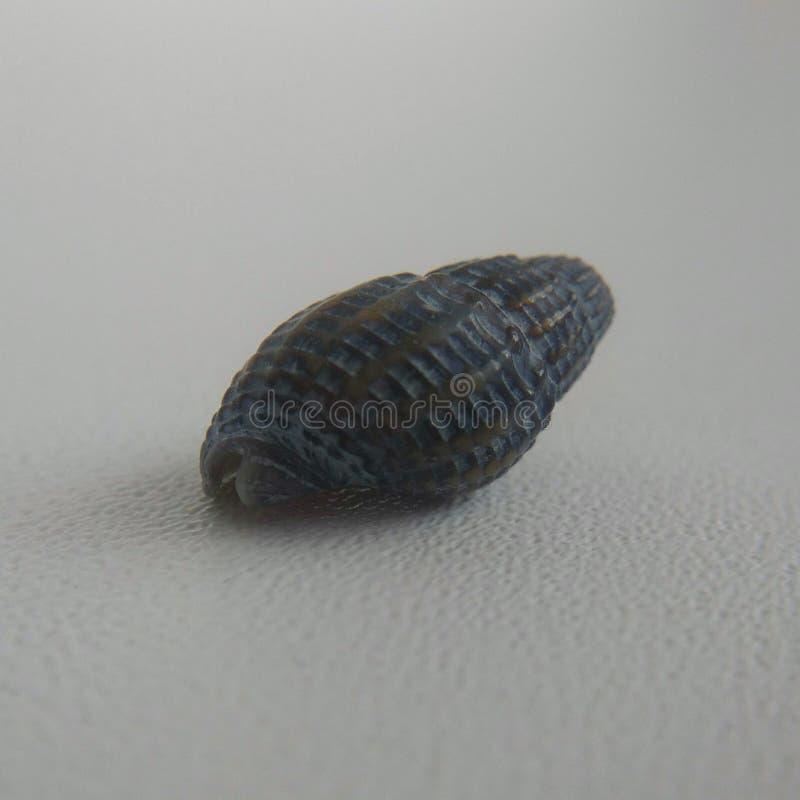 Dark Seashell stock photo. Image of shells, spots, pastel - 18260266