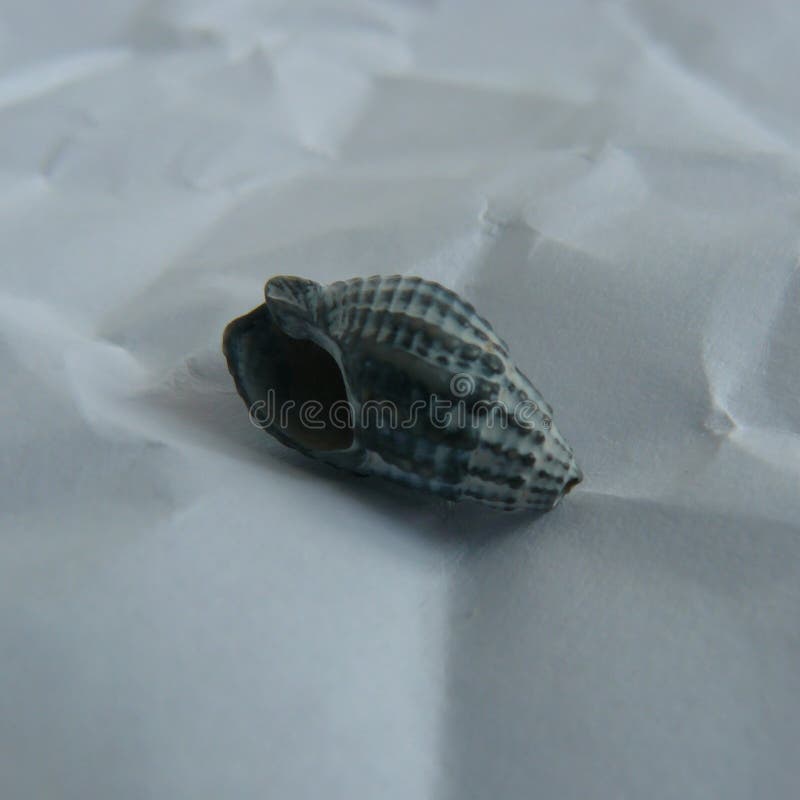 A Photo of a Broken Seashell on a White Background Stock Photo - Image ...