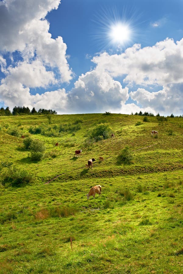 A Photo of Brown Cows in Landscape Stock Photo - Image of unpolluted ...