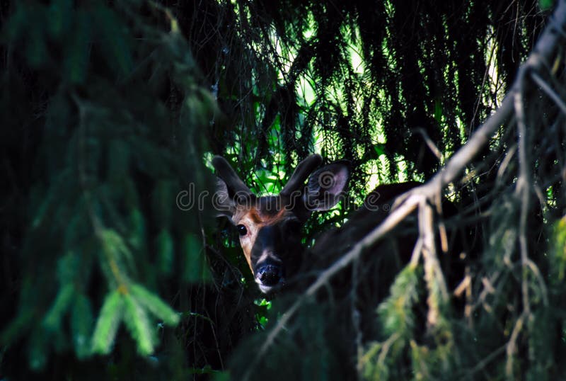 Photo Of Brown Deer Near Green Leaf Tree Picture. Image: 118221455