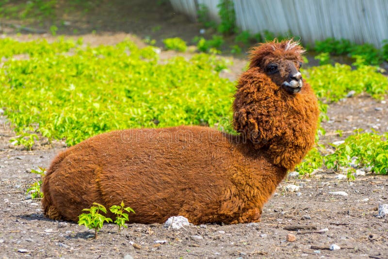 Photo of Brown Lama on the Ground with Tree in the Zoo Stock Photo ...