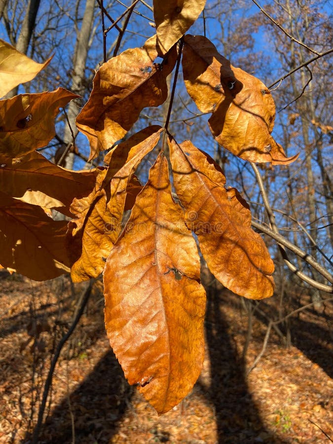 Sunlit Leaves of Maple Tree Stock Image - Image of autumn, green: 47918273