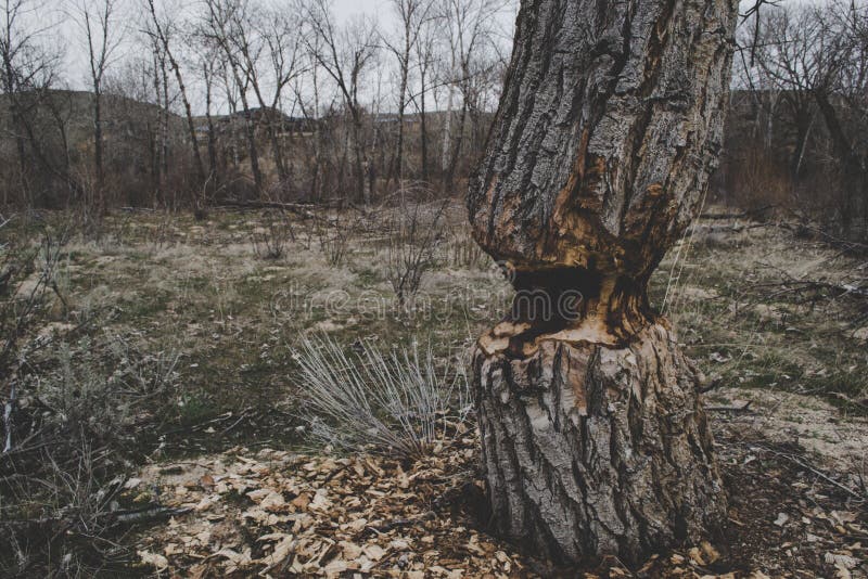 Photo Of Brown Tree Trunk Picture. Image: 115913807