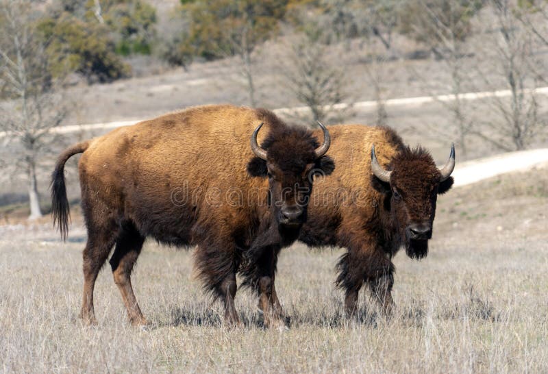 Texas buffalo stock image. Image of mammal, native, safari - 345963553