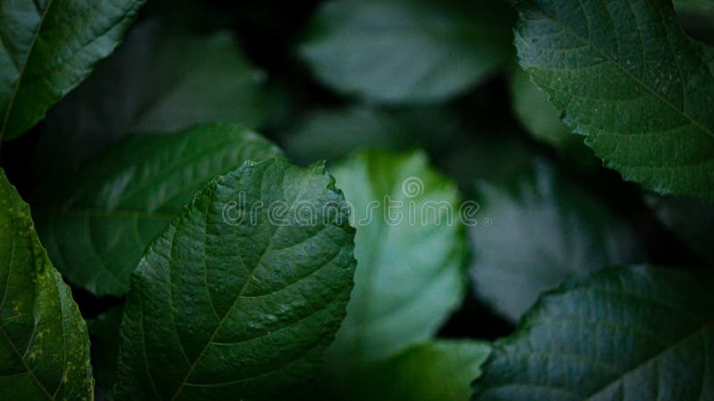 A Photo of the Bush from High Angel Stock Image - Image of green ...