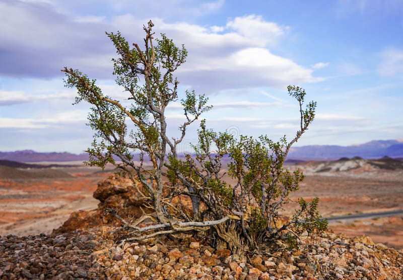 Desert trees stock photo. Image of landscape, flower - 266524584