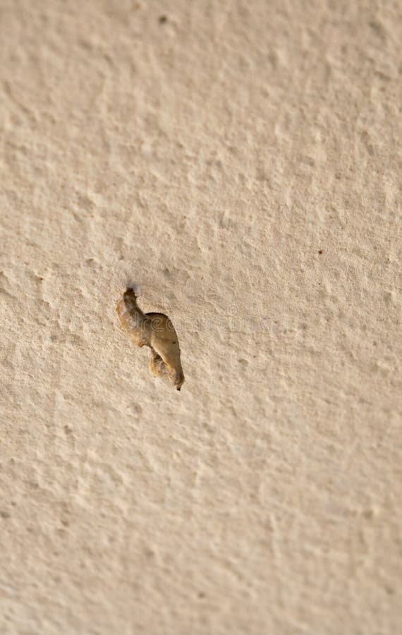 Photo of a butterfly pupa stock image. Image of beauty - 275097815