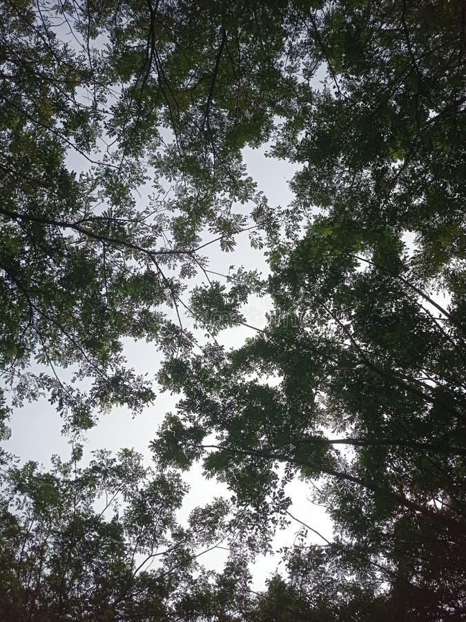 A Calm Collection of Tree Leaves Stock Photo - Image of spring, white ...