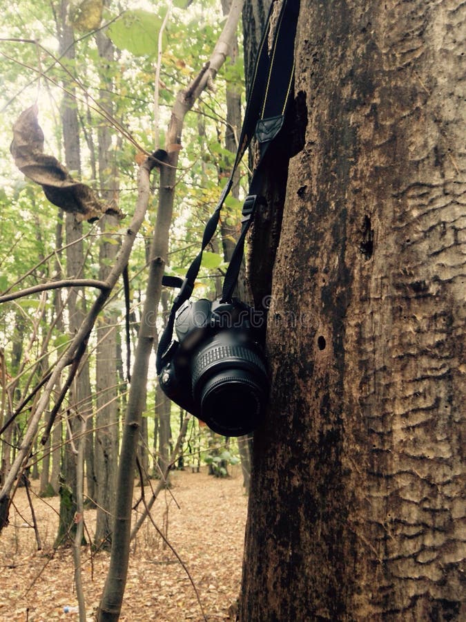Photo camera in the forest stock photo. Image of hanging - 78338054