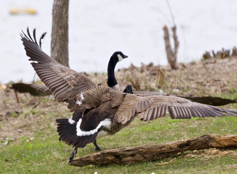 192 Chasing Goose Stock Photos - Free & Royalty-Free Stock Photos from ...