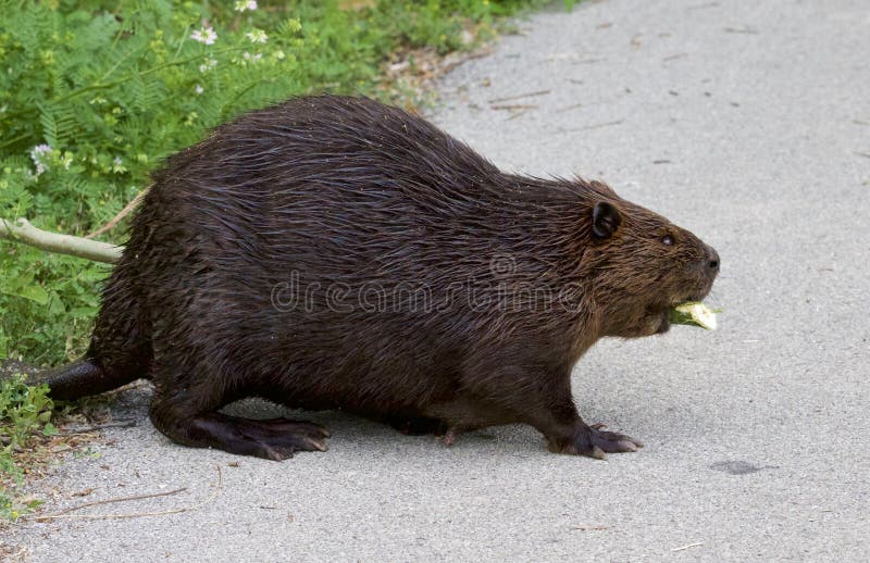 Photo of a Canadian beaver stock image. Image of canada - 76151635