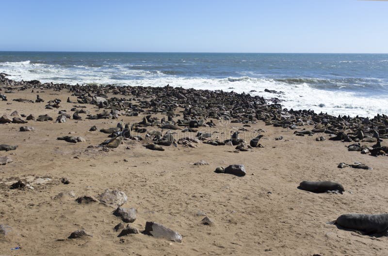 Photo of Cape Cross Seal Colony Stock Image - Image of cross, namibian ...