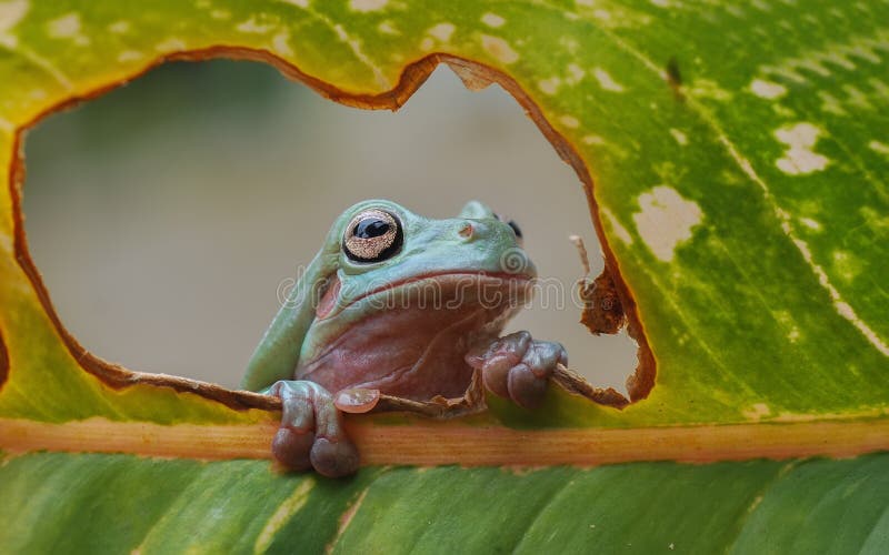 Frog on a leaf stock image. Image of animal, small, toad - 135420165