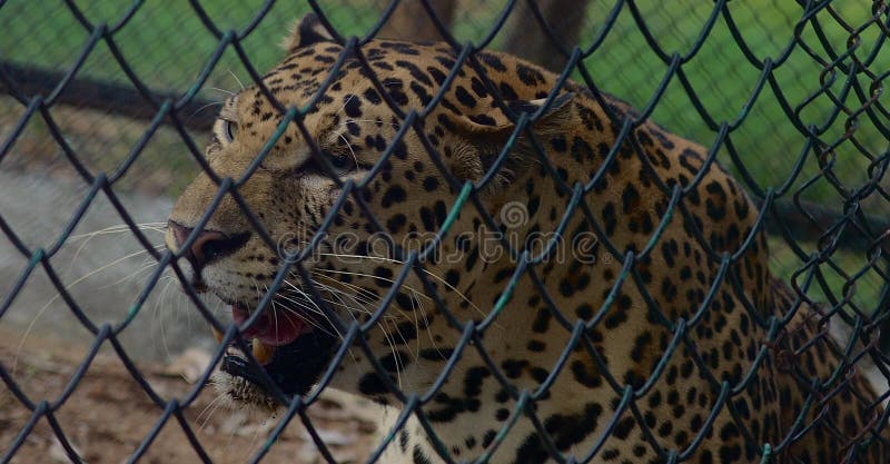 Photo Captures Emotional Depth of Leopard Stock Image - Image of animal ...