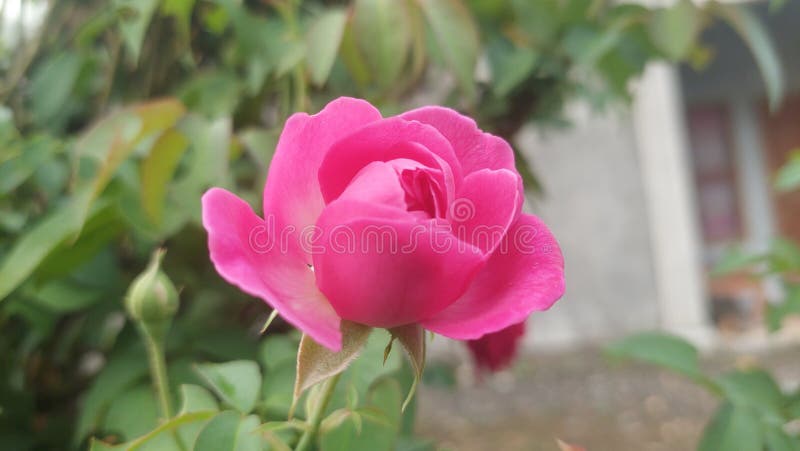 Photo Captures a Fully Bloomed Pink Rose, Multi-layered and Textured ...