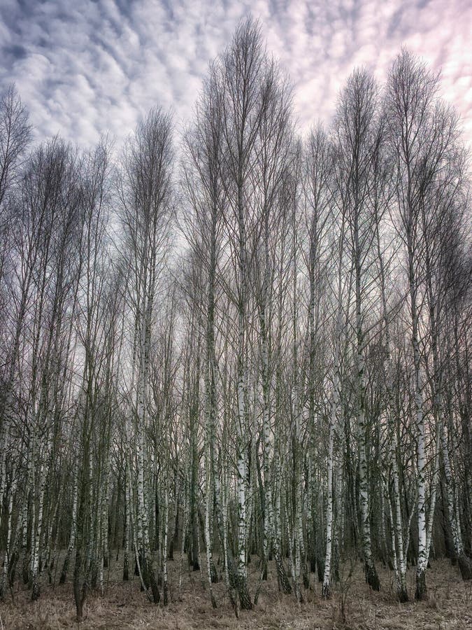 The Photo Captures a Group of Tall Trees with Bare Branches in a Forest ...