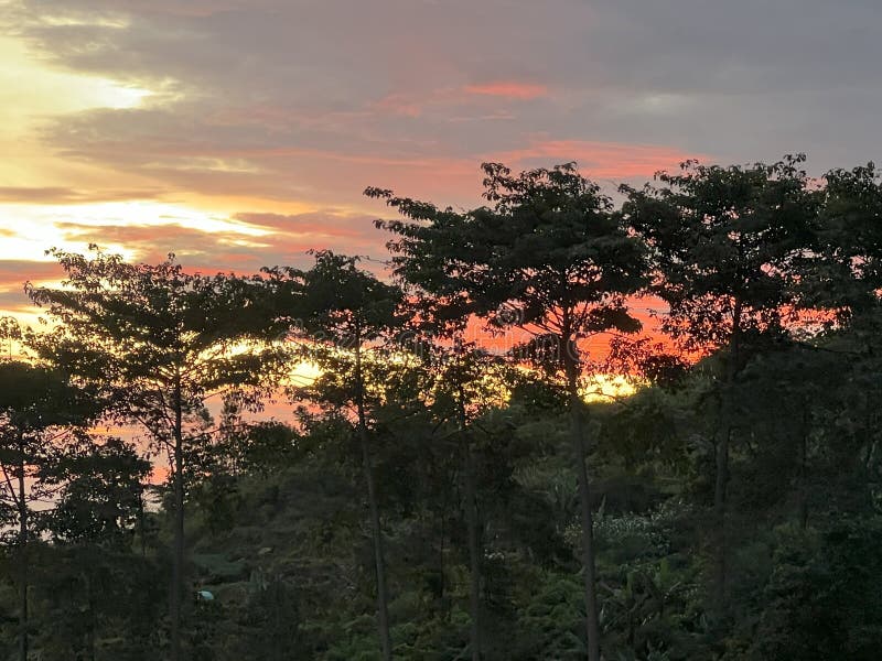 "Silhouetted Trees Stand Tall Against a Fiery Tropical Sunset, Casting ...