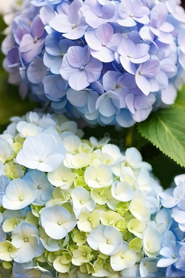 This Photo Captures Two Clusters of Hydrangea Flowers in Shades of Blue and White. the Top ...
