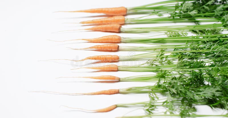 Photo of Carrots Lying in the Scale from Small To Big One, on the White ...
