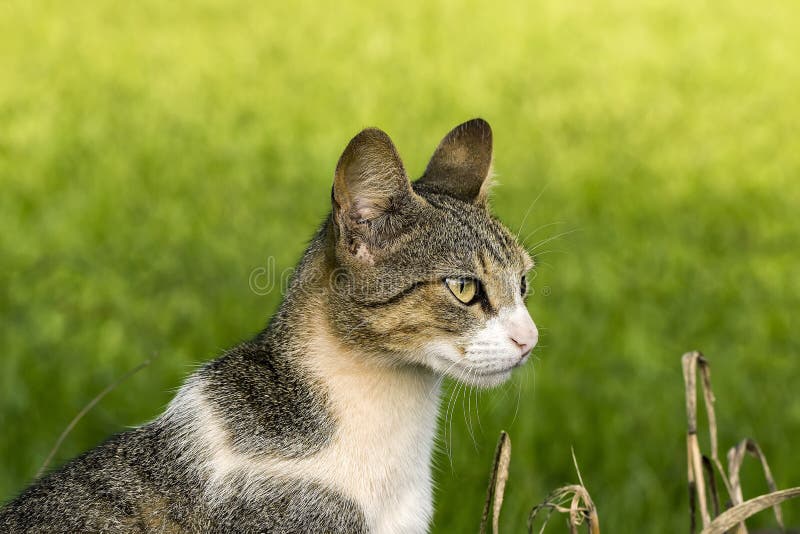 Cat in the Field with Blurred Grass in the Background Stock Image ...
