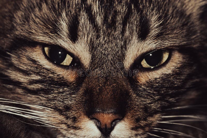 Photo of a Cat in Full Face Stock Image - Image of mammal, whisker ...