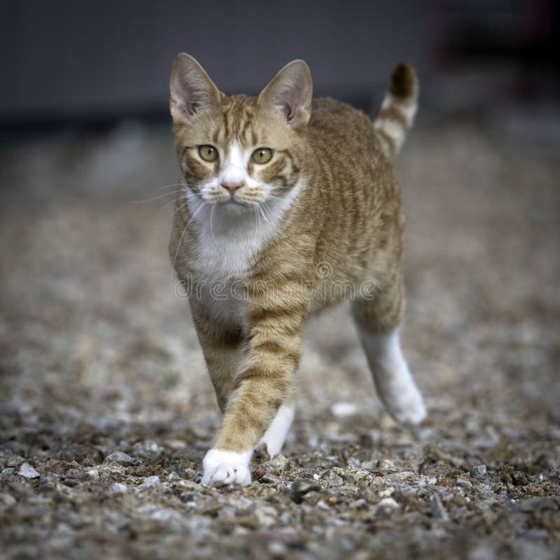 A kitten walking fast stock photo. Image of whiskers - 271924578