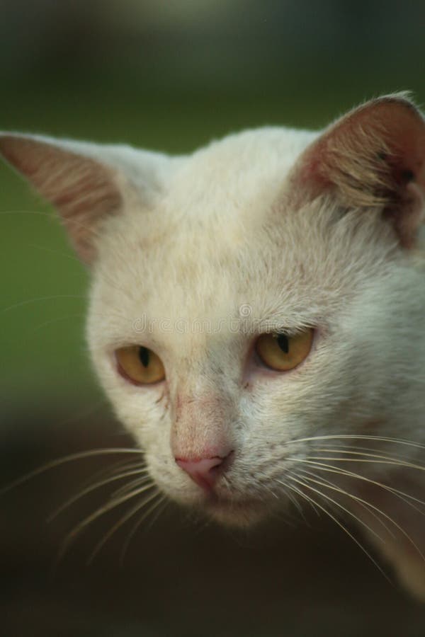 Photo of a Cat& X27;s Head Glancing Sideways Stock Photo - Image of ...