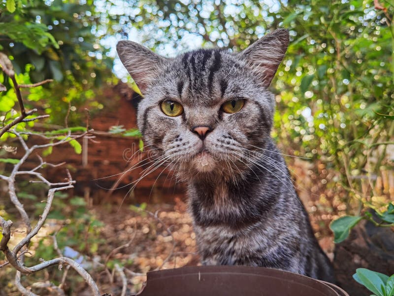 Photo of a Cat Showing Its Face among the Trees in the Yard Stock Image ...