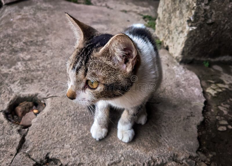 A Photo of a Cat Turning Its Head Sideways Stock Photo - Image of ...