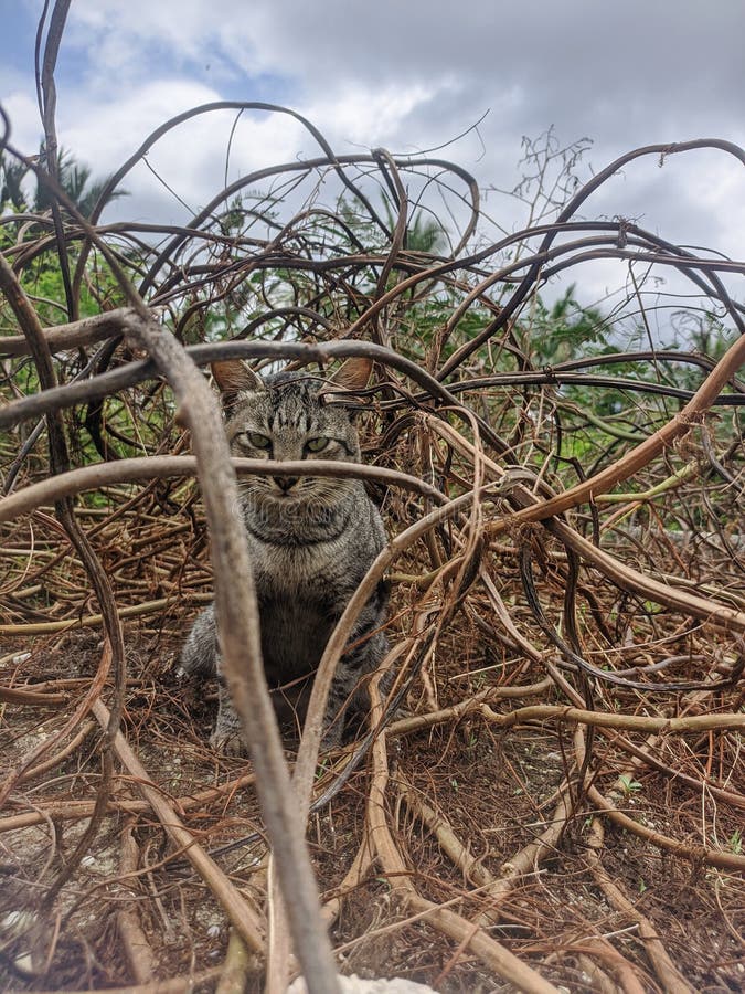 Photo of a Cat among the Withered Bushes Stock Photo - Image of ...