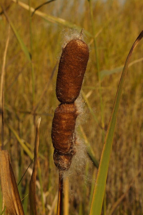 Photo of cattail stock photo. Image of fluff, botanical - 301709936