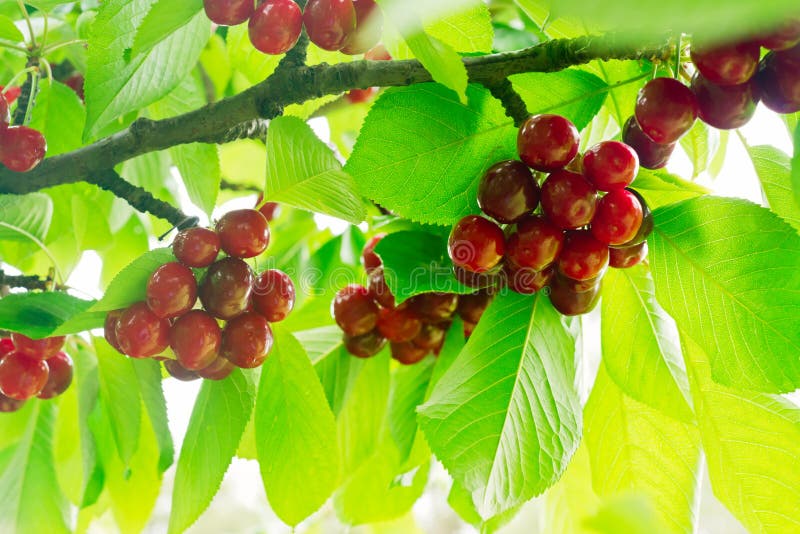 Cherry Tree with Ripe Cherries on it Stock Image - Image of food, plant ...