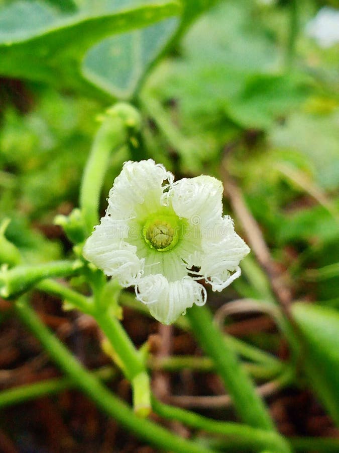 Chichinga flowers stock photo. Image of plant, chichinga - 230086956