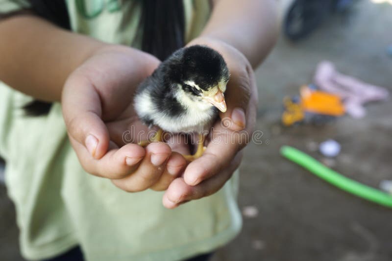 Photo of a Chick Resting on a Child S Hands, Selective Focus Stock ...