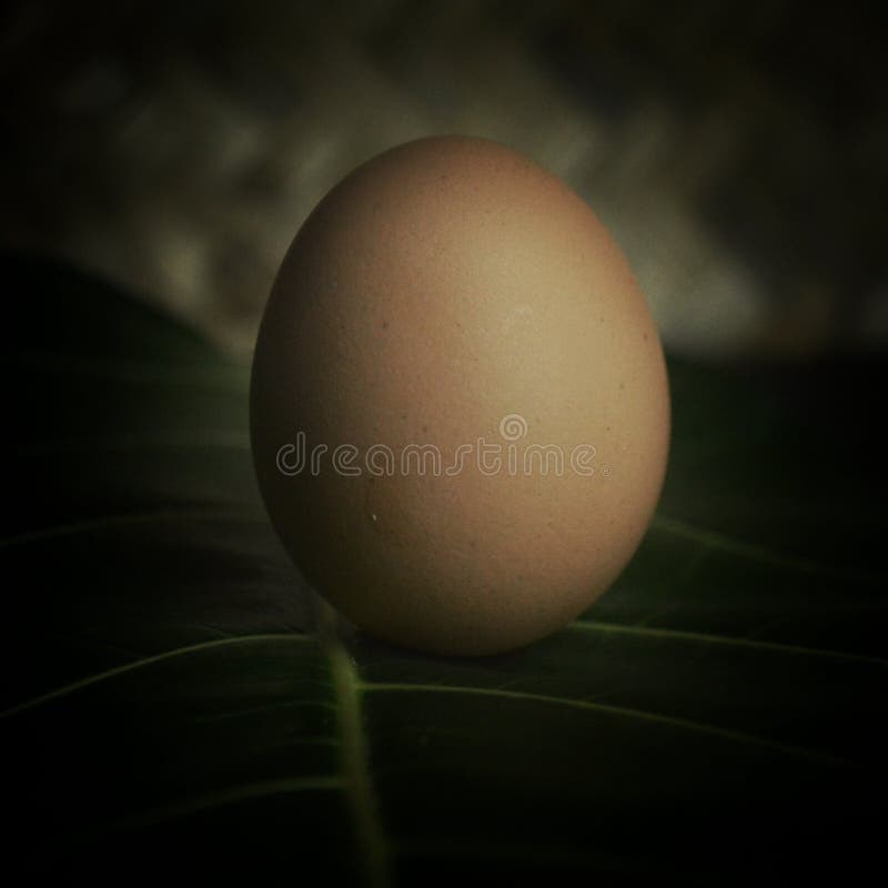 A photo of a chicken egg stock image. Image of plant - 219975407