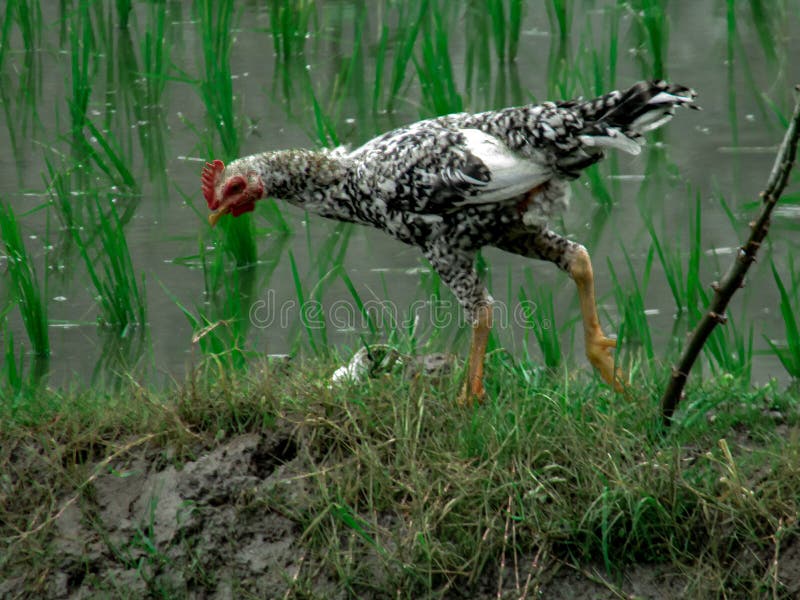 Photo of a Chicken Looking for Food Stock Photo - Image of flower ...