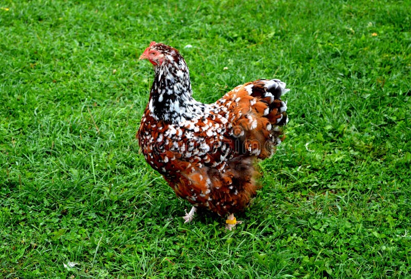 A Photo of a Chicken in a Village Stock Image - Image of farm, food ...