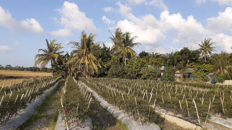 Photo of a chilli field stock image. Image of agriculture - 271864827