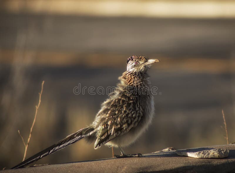 The Roadrunner Returns stock photo. Image of wildlife - 169635666