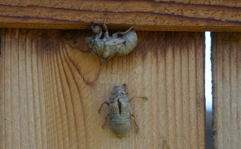 Cicada Bug Skeletons Hooked Together on a Tree Branch Stock Image ...
