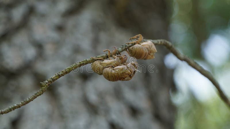 Cicada Bug Skeletons Hooked Together on a Tree Branch Stock Image ...