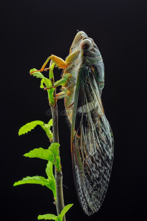 Photo of a Cicada Insect Perched on a Twig and Branch with a Black ...