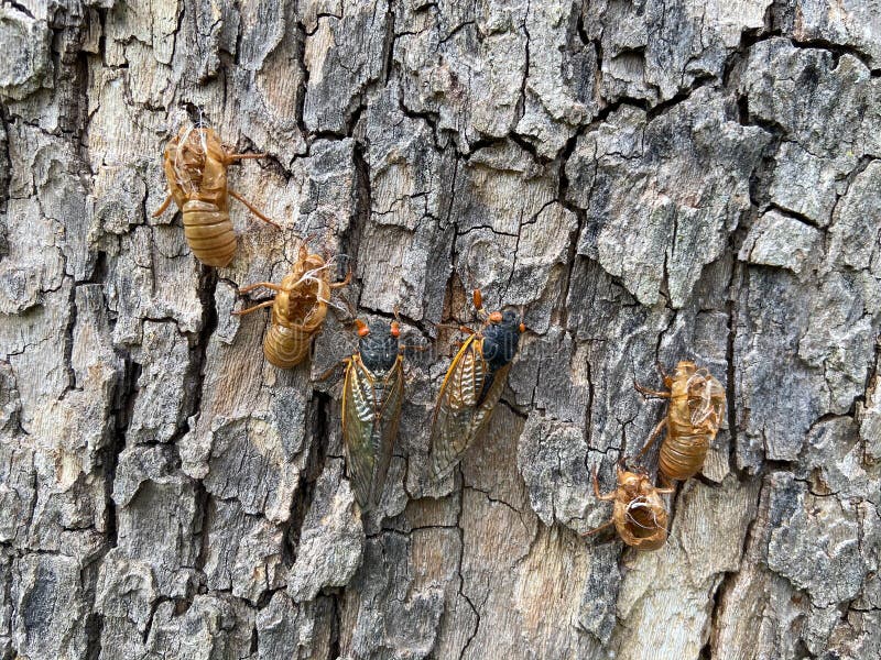 Cicada Infestation in May stock image. Image of insects - 219391863