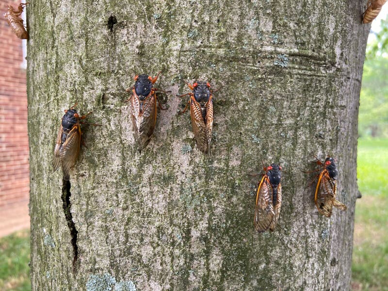 Cicadas a stock photo. Image of bugs, insects, year, cicadas - 3828