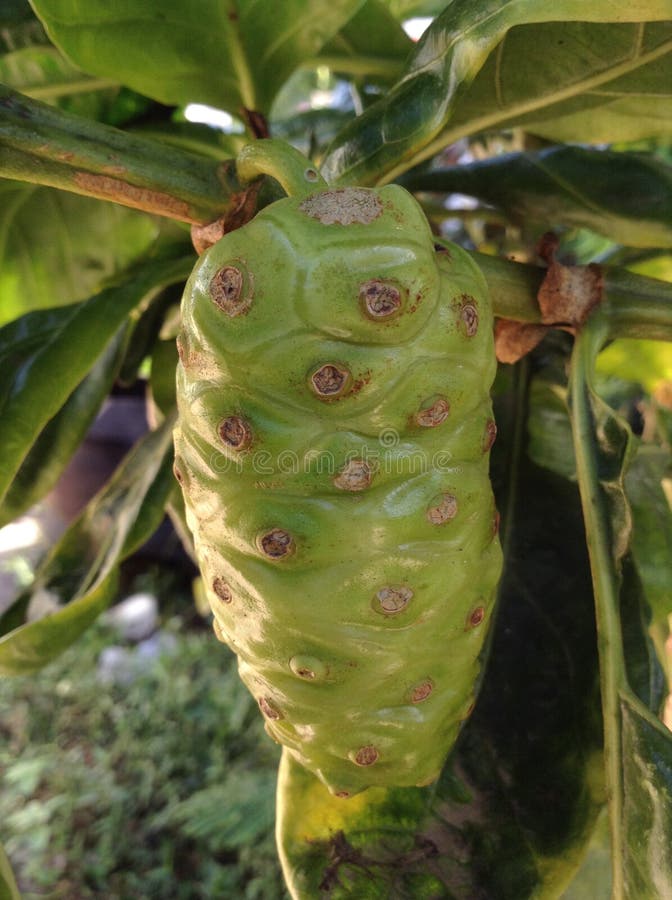 Close-up of Noni or Morinda Citrifolia Tree and Green Leaf Stock Photo ...