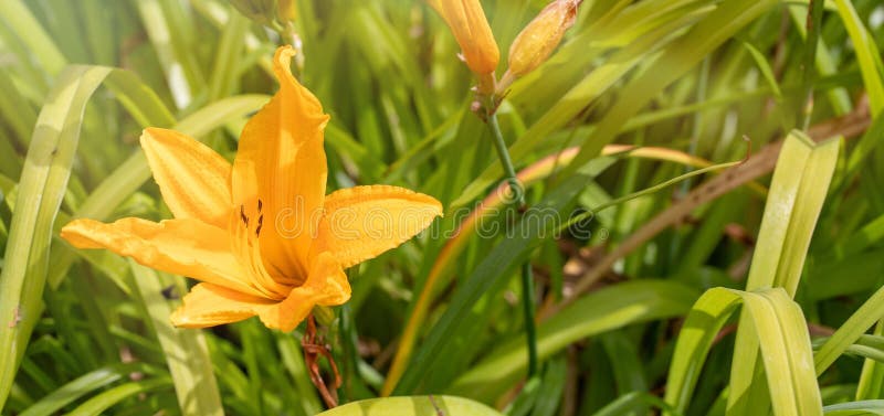 Close Up of a Flower in Garden Under Sun Light Stock Photo - Image of ...